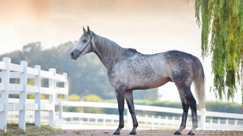 Arabian Pedigree Query & EffectiveNick | PedigreeAll