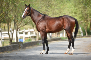 Pedigree Query & EffectiveNick | PedigreeAll