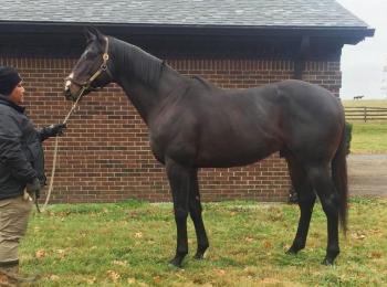 Avery Island Aygır | Stallion Profile | EffectiveNick (TJK)