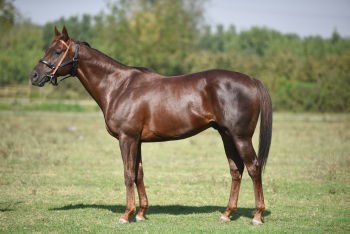 Arabian Pedigree Query & EffectiveNick | PedigreeAll