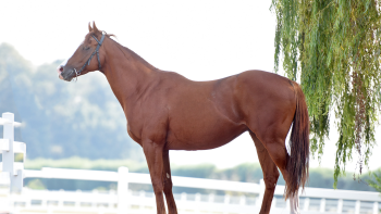 Arabian Pedigree Query & EffectiveNick | PedigreeAll