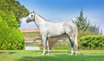 Arabian Pedigree Query & EffectiveNick | PedigreeAll