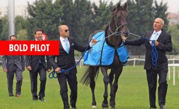 Bold Pilot Horse Pedigree (TJK)