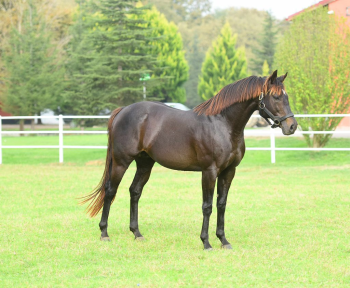 Torok Aygır | Stallion Profile | EffectiveNick (TJK)