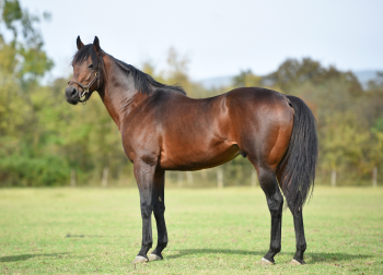 Pedigree Query & EffectiveNick | PedigreeAll